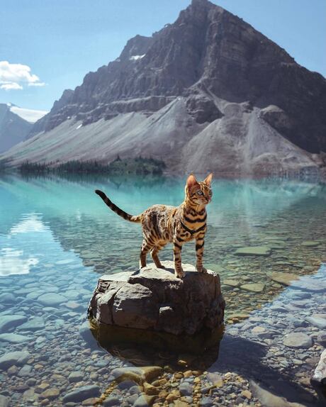 Gato preto com 'cara de deboche' viraliza e vira meme nas redes sociais – R7 Entretenimento