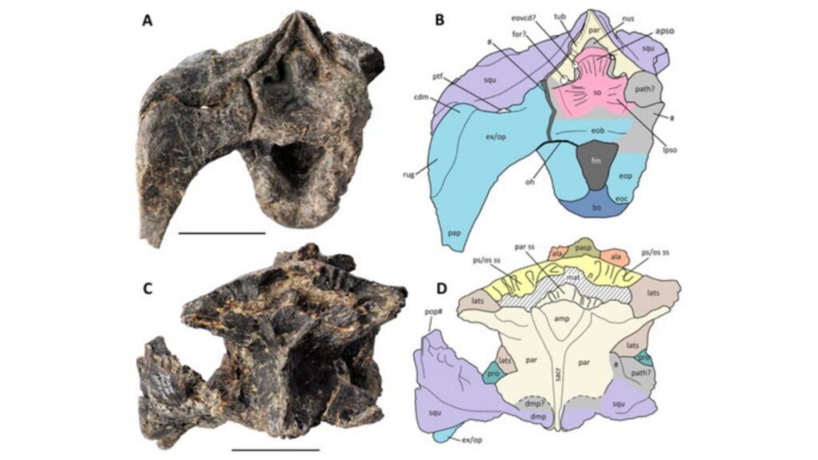 Maior achado do Reino Unido em 100 anos revela dinossauro intacto e ...