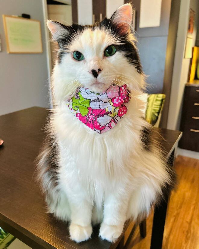 Gato preto com 'cara de deboche' viraliza e vira meme nas redes sociais – R7 Entretenimento