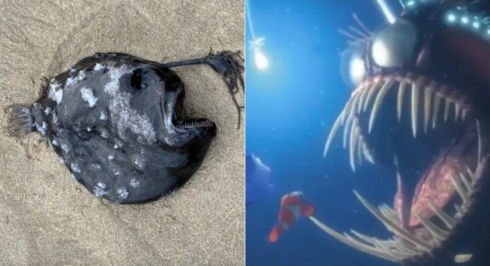 Criatura marinha de ‘Procurando Nemo’ deixa as profundezas e aparece ...
